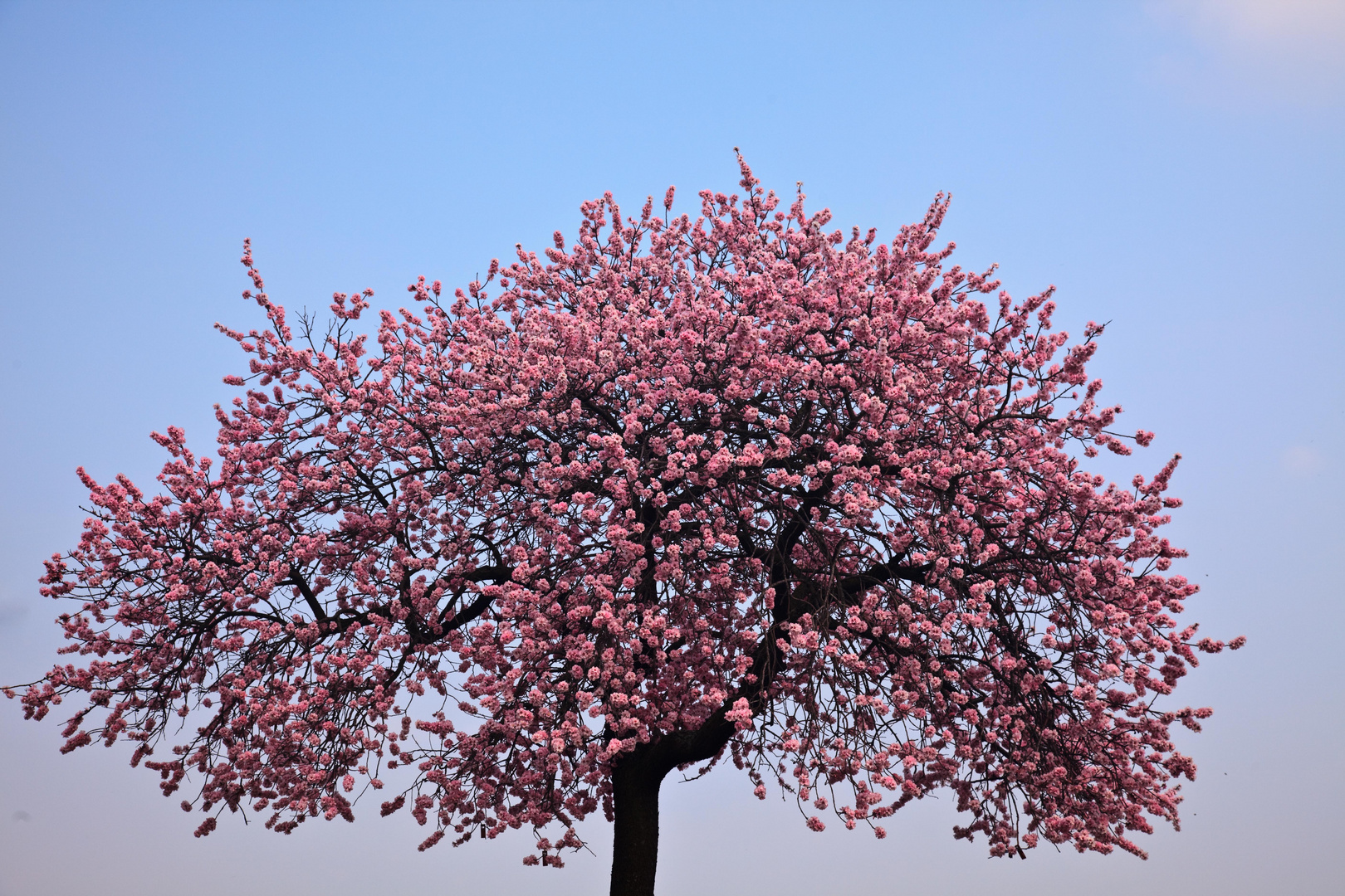 Mandelbaum - nicht aufgepfropft! Foto & Bild | jahreszeiten, frühling ...