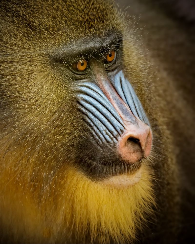 Mandril Foto & Bild | tiere, zoo, wildpark & falknerei, zootiere Bilder ...