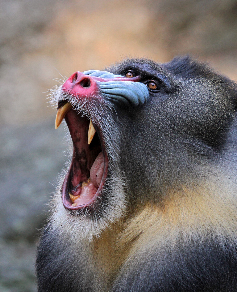 Mandrill Foto & Bild | tiere, zoo, wildpark & falknerei, säugetiere ...
