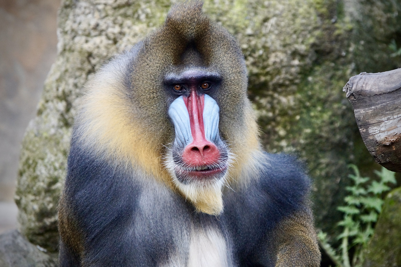 Mandrill Foto & Bild | tiere, wildlife, säugetiere Bilder auf fotocommunity