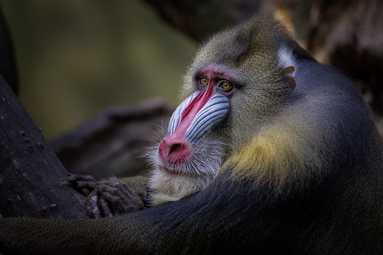 mandrill Foto & Bild | natur, zoo Bilder auf fotocommunity