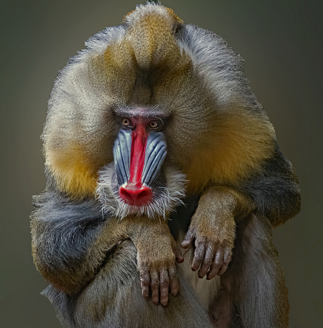 Mandrill Foto & Bild | natur, zoo, tiere Bilder auf fotocommunity