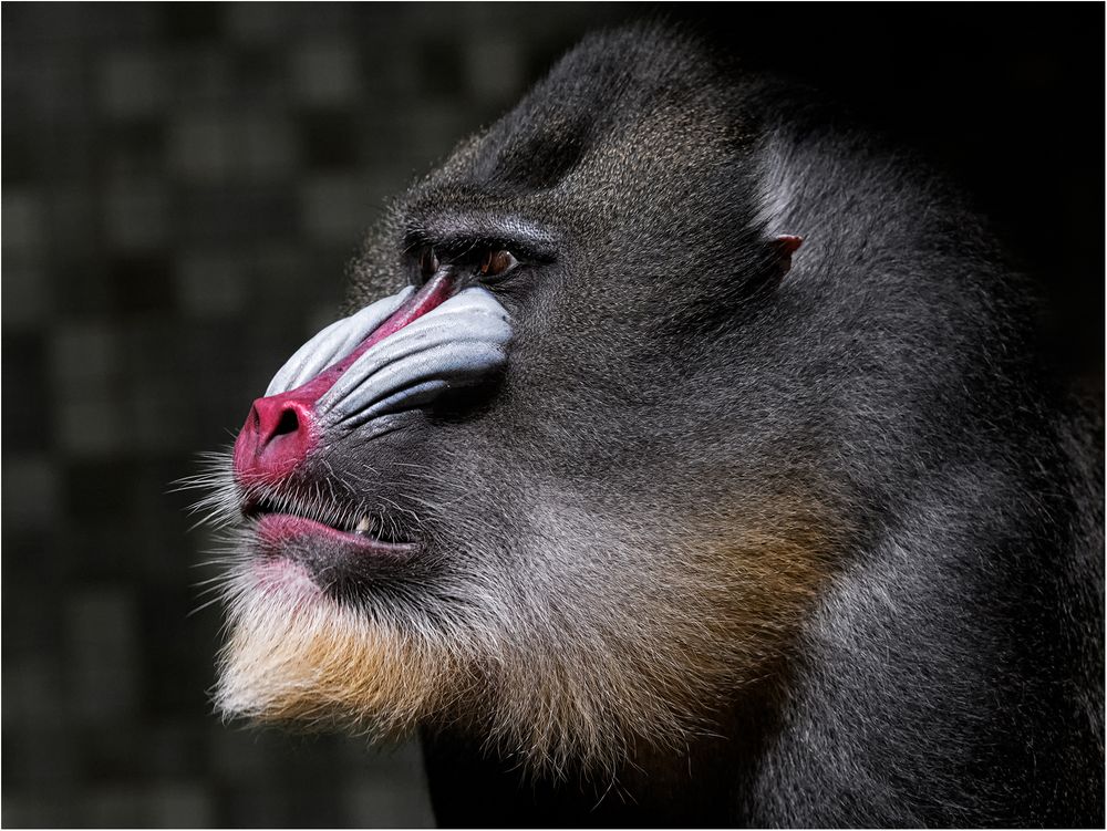 Mandrill Foto & Bild | nature, natur, portrait Bilder auf fotocommunity