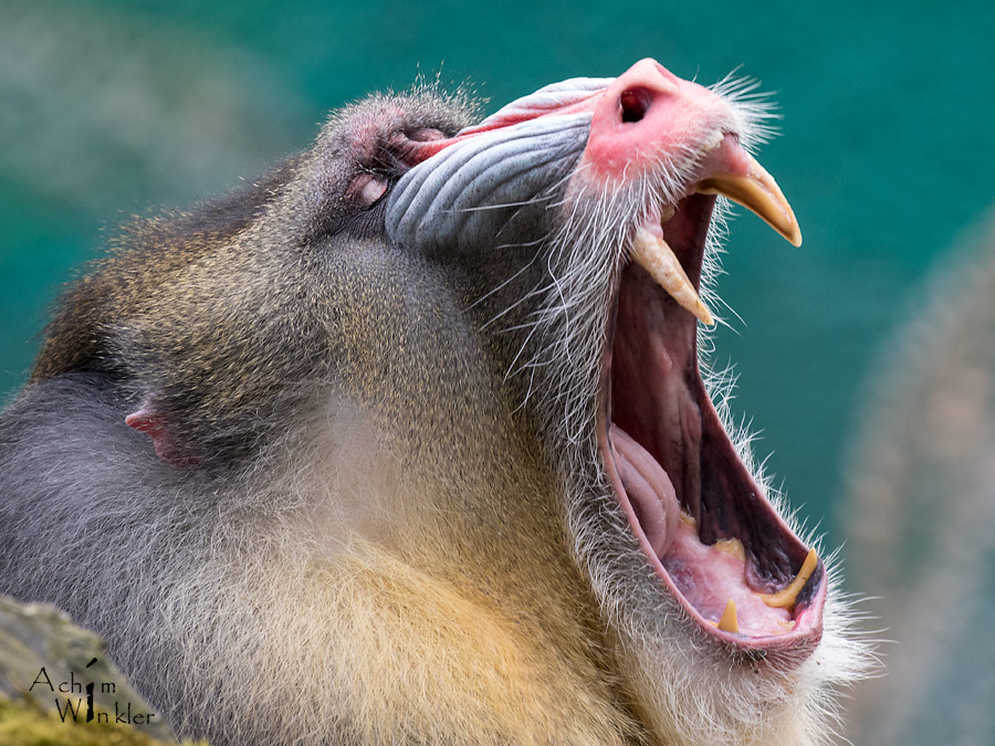 Mandrill Foto & Bild | natur, portrait, zoo Bilder auf fotocommunity