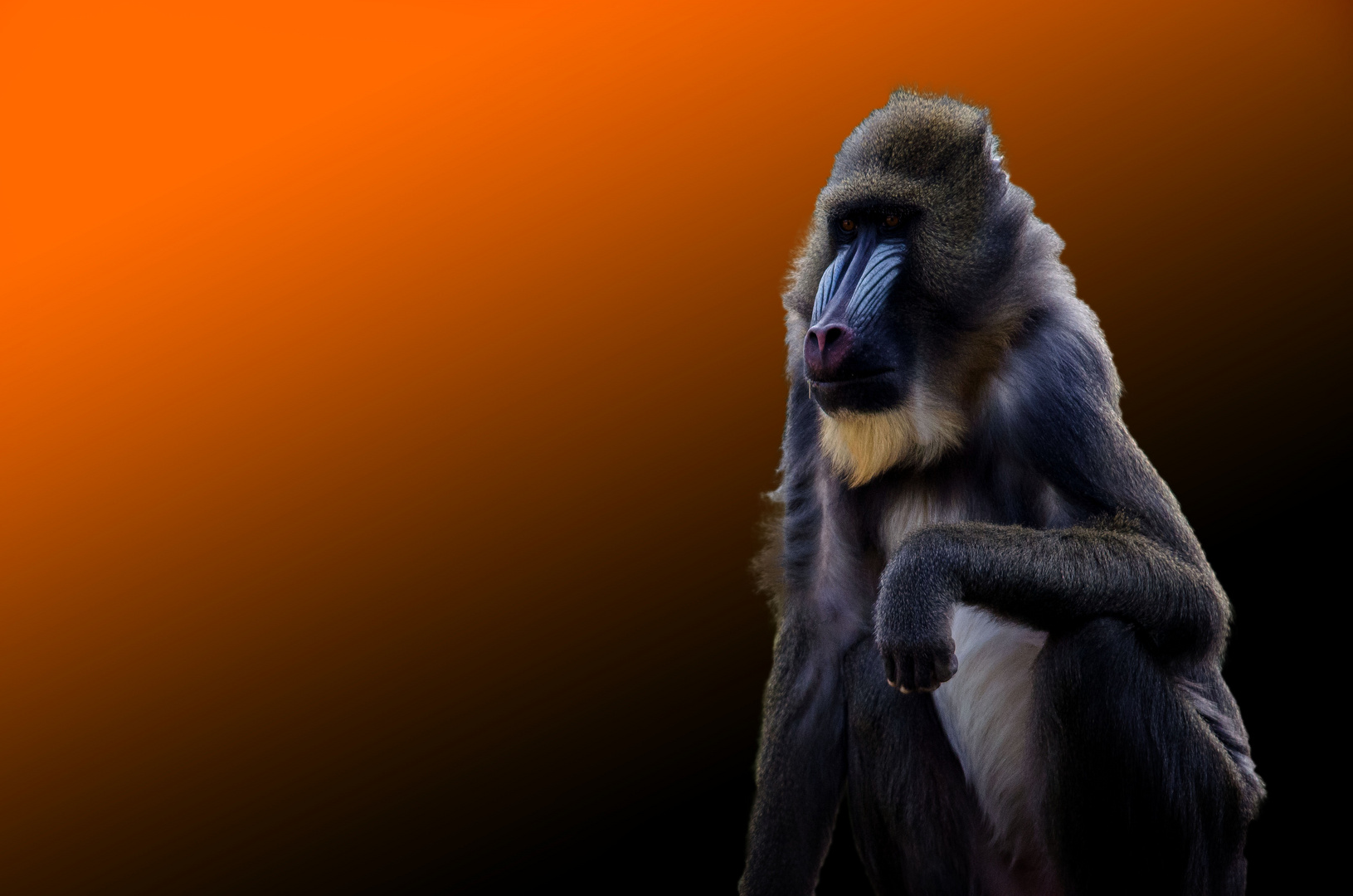 Mandrill mal lässig,chillig Foto & Bild | natur, tiere, zoo, wildpark ...