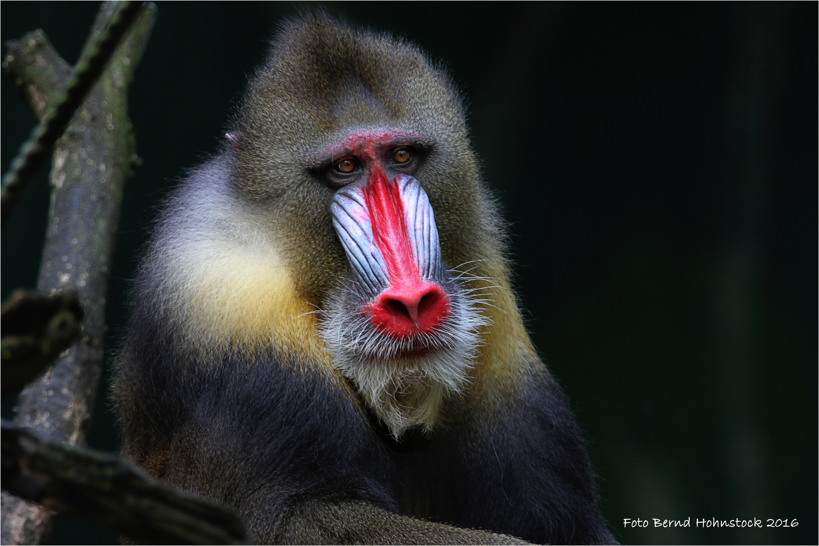 Mandrill ..... Mandrillus sphinx Foto & Bild | natur, zoo, tiere Bilder ...