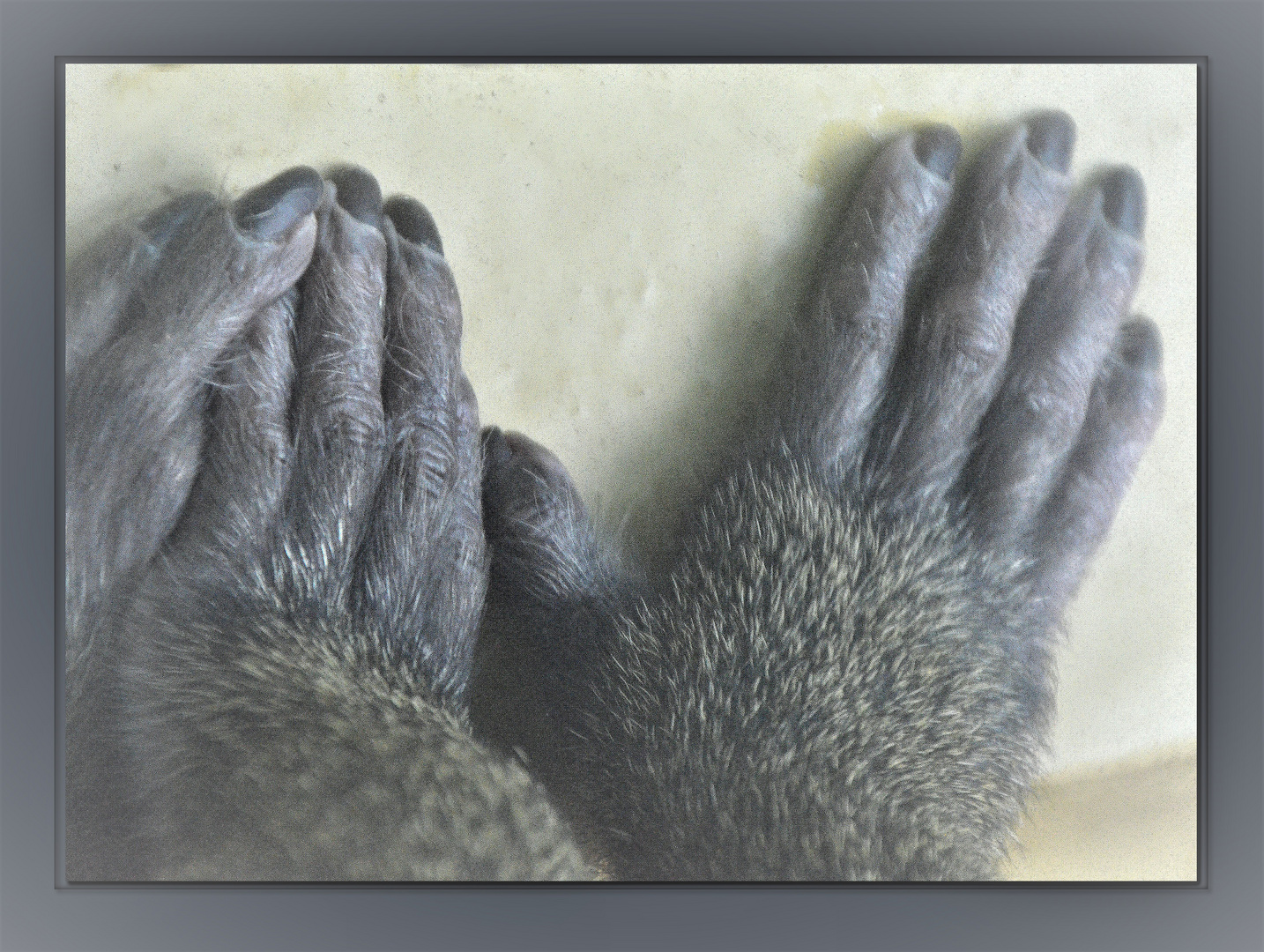 Mandrillhände Foto & Bild | natur, zoo, tiere Bilder auf fotocommunity