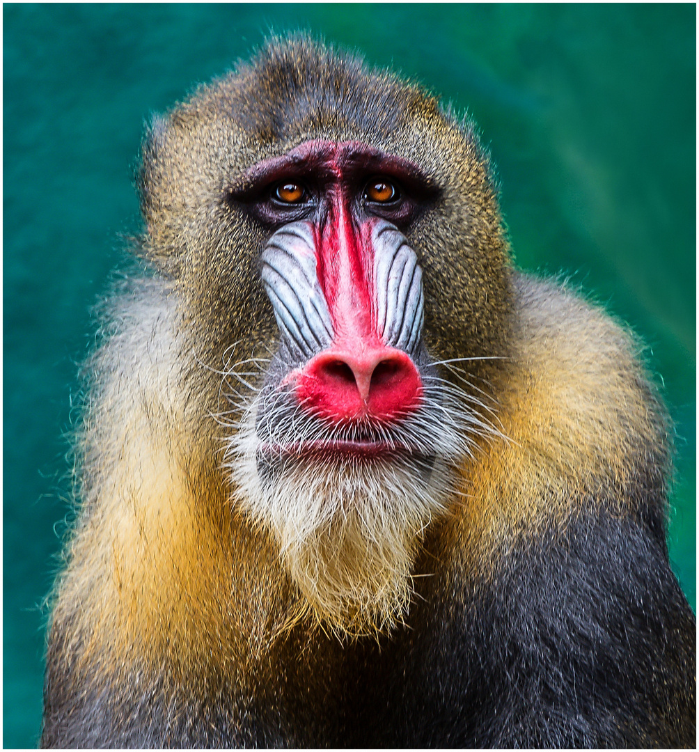 Mandrillus sphinx Foto & Bild | bilder, zoo, affe Bilder auf fotocommunity