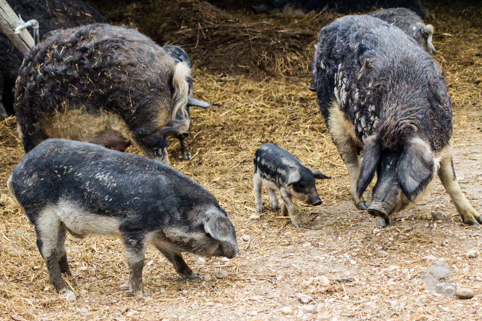 Mangalitza-Schweine Foto & Bild | tiere, haustiere, nutztiere Bilder ...