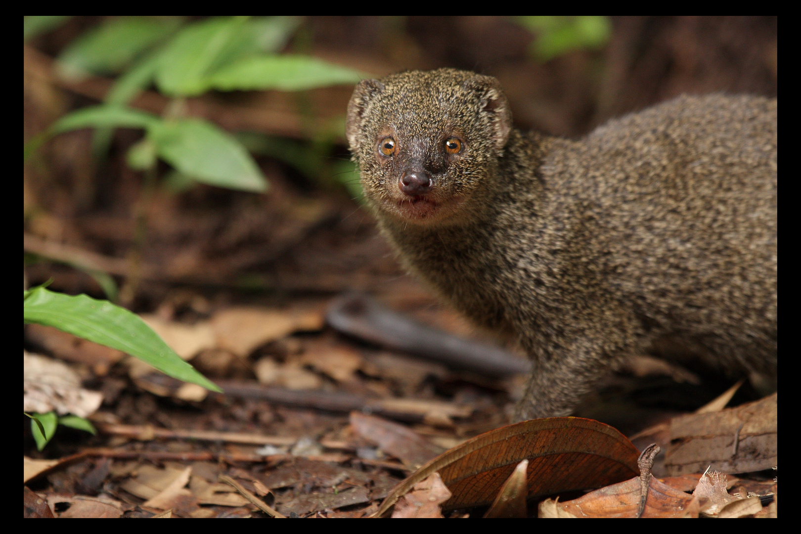 Mangouste photo et image | animaux, animaux sauvages, bovidés à l'état ...