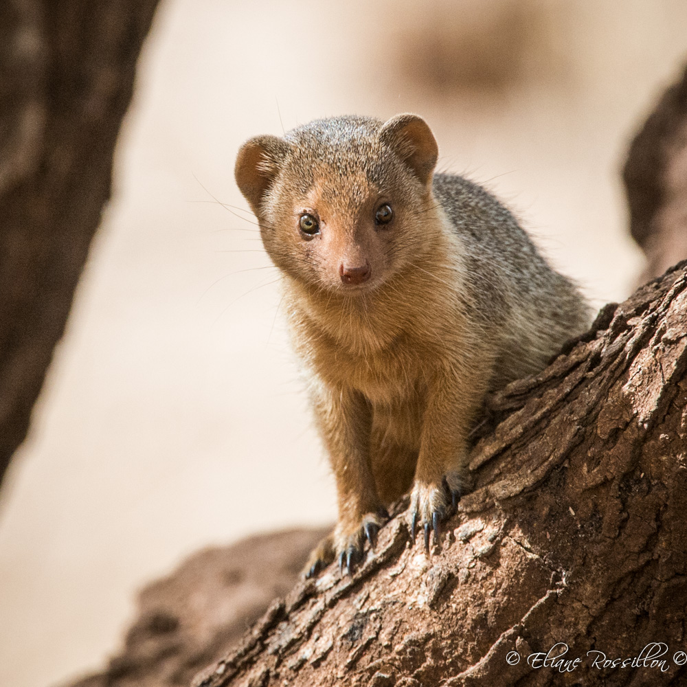 Mangouste, Tanzanie 2014 photo et image | animaux, animaux sauvages ...