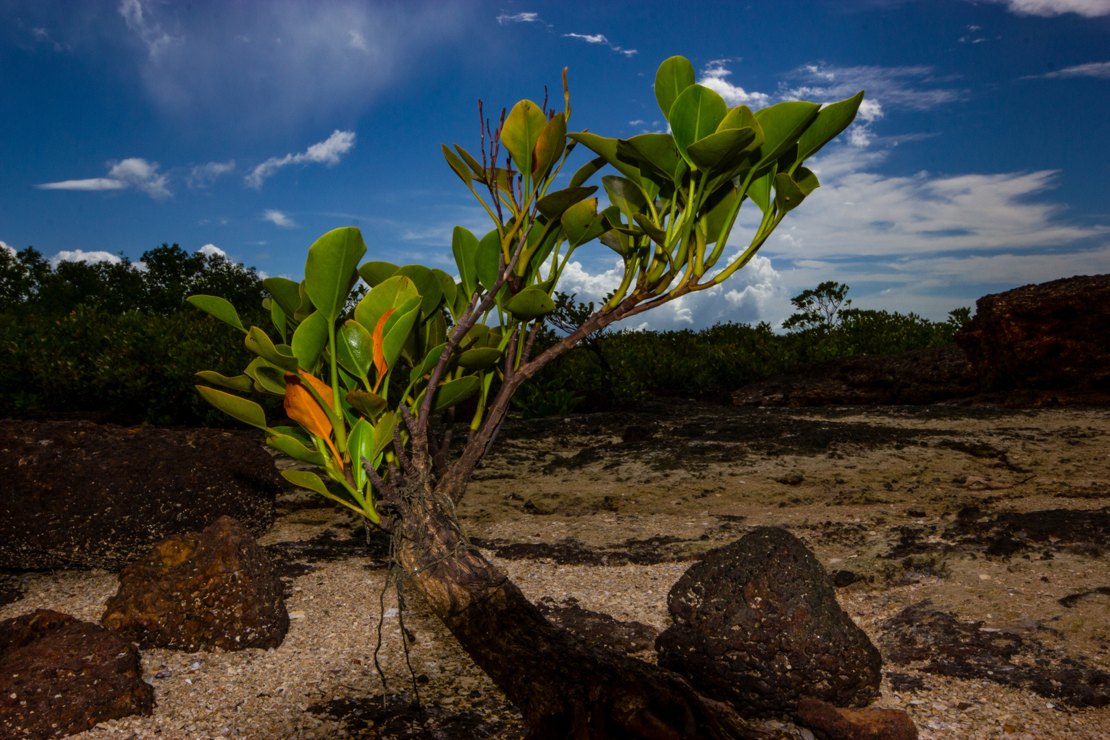 Mangrove Tree Foto & Bild | fotos, australia, nature Bilder auf ...