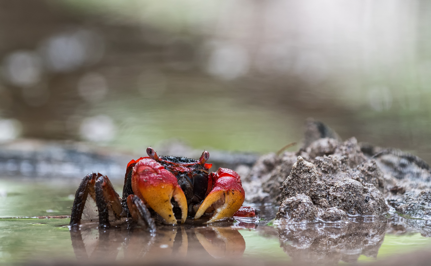 Mangroven-Krabbe____ Foto & Bild | tiere, wildlife, krebse Bilder auf ...