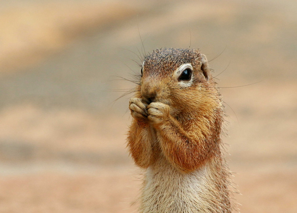 mangusta? Foto % Immagini| animali, mammiferi allo stato libero ...