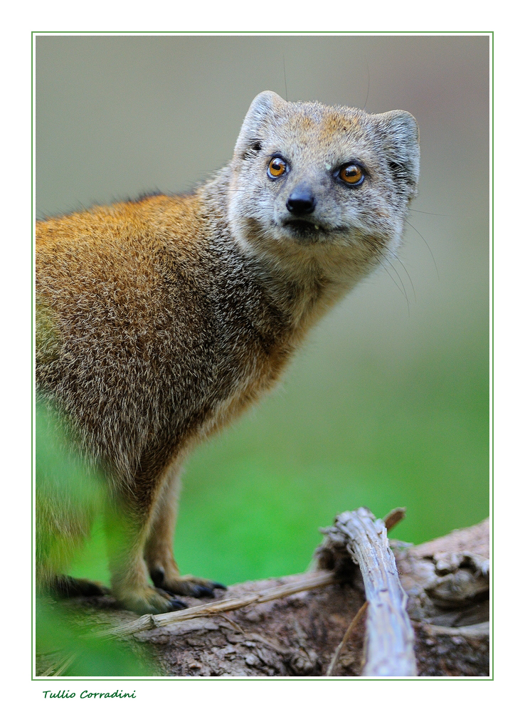 Mangusta! Foto % Immagini| animali, zoo e allevamenti, animali in ...