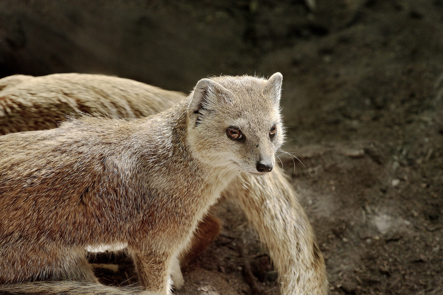 Manguste Foto & Bild | tiere, zoo, wildpark & falknerei, säugetiere ...