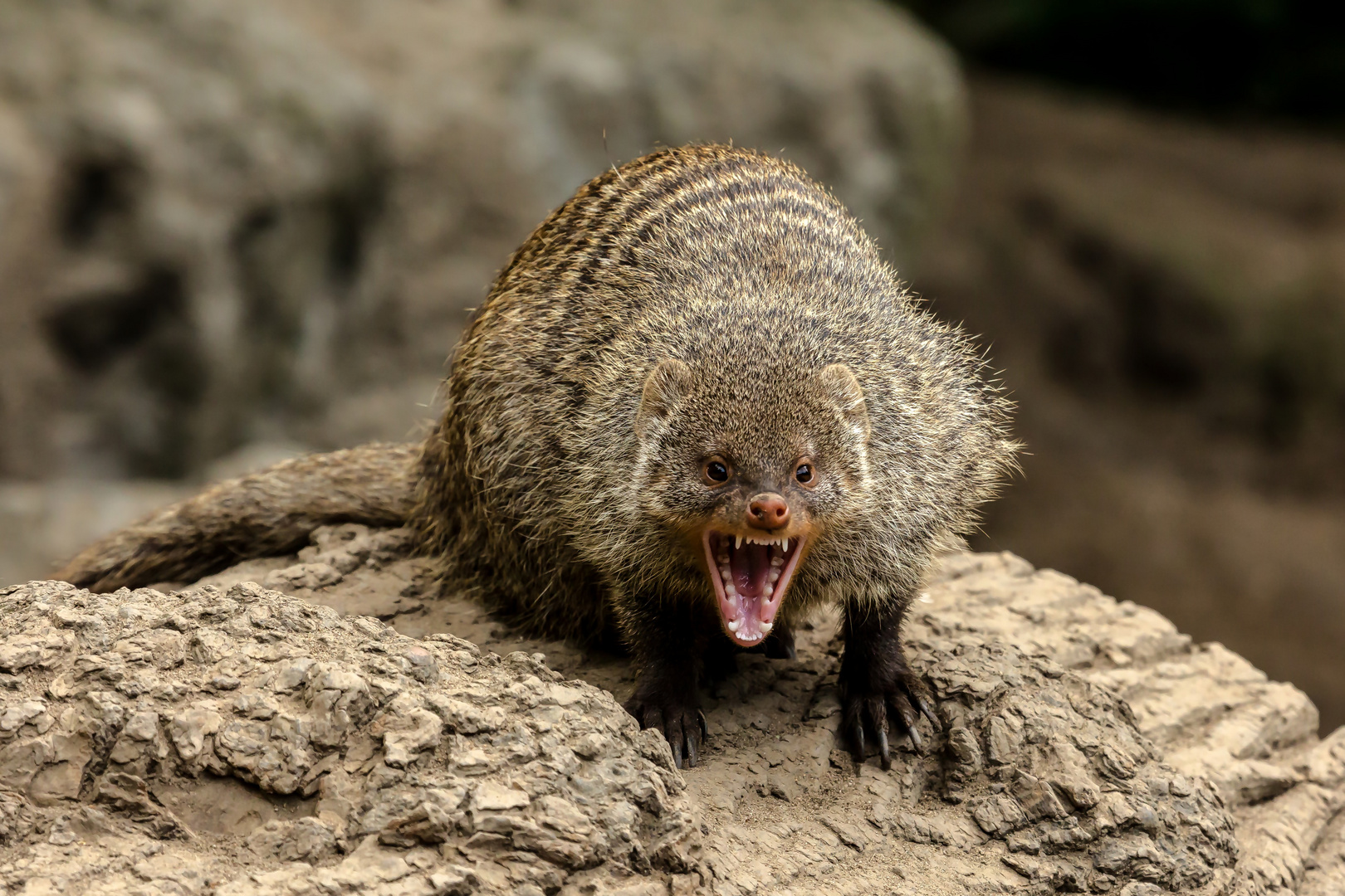 Manguste Foto & Bild | manguste, natur Bilder auf fotocommunity