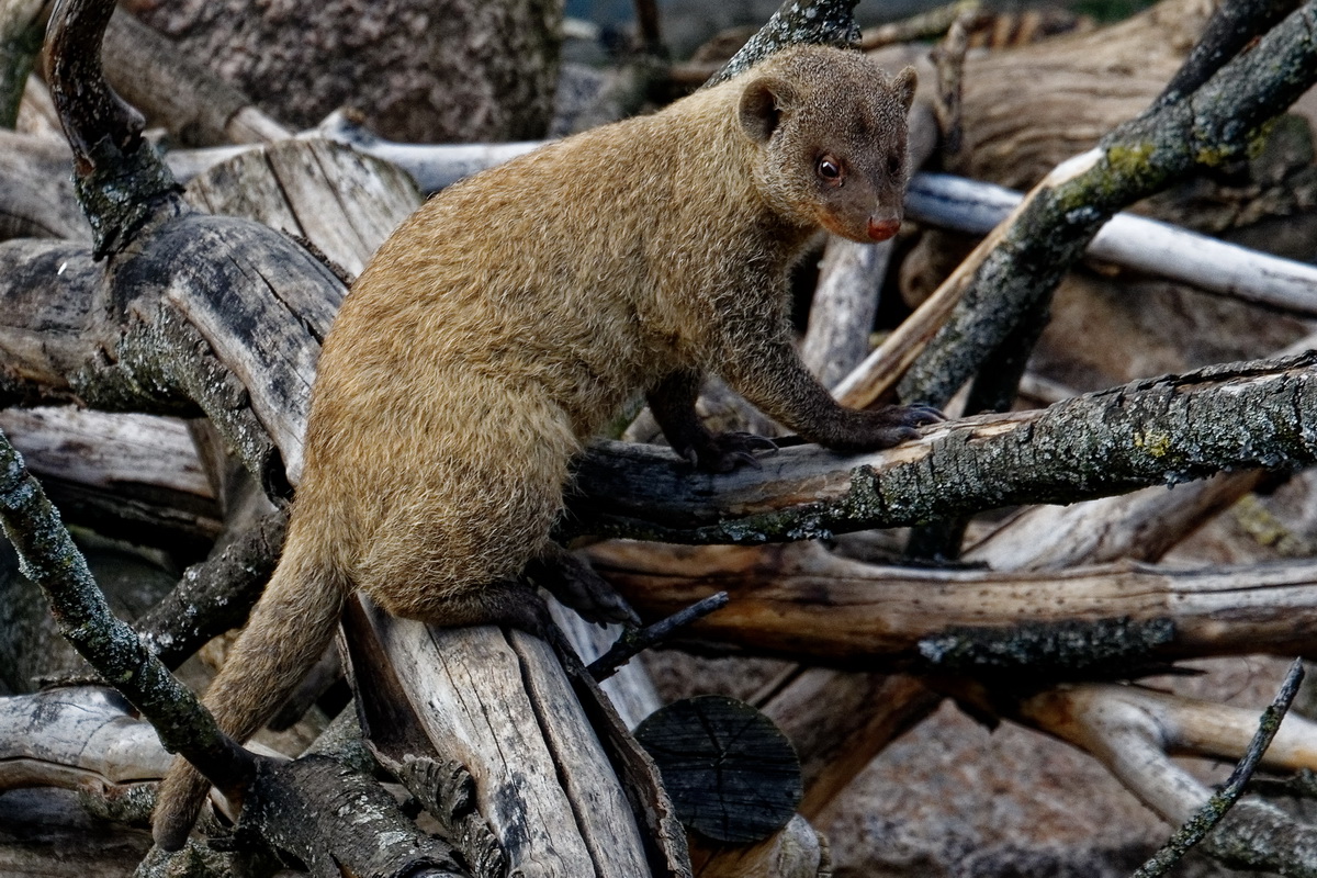 Manguste Foto & Bild | tiere, zoo, wildpark & falknerei, säugetiere ...