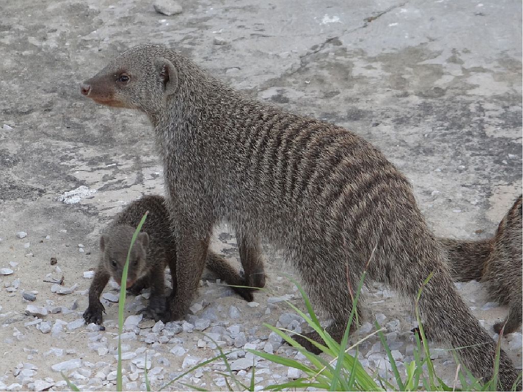 Mangusten Foto & Bild | africa, southern africa, namibia Bilder auf ...