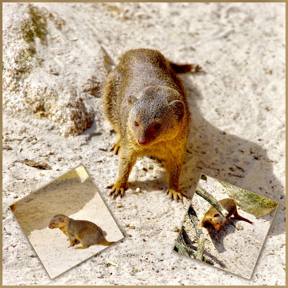 Mangusten Foto & Bild | natur, niedlich, zoo Bilder auf fotocommunity