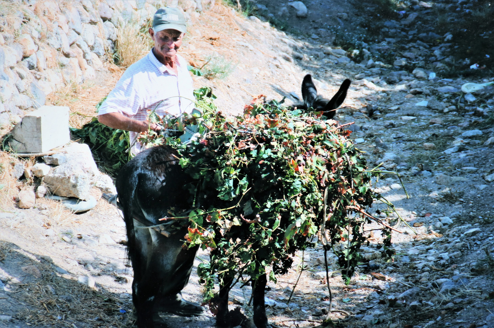 Mann mit Esel street Foto & Bild | people, street, outdoor Bilder auf ...