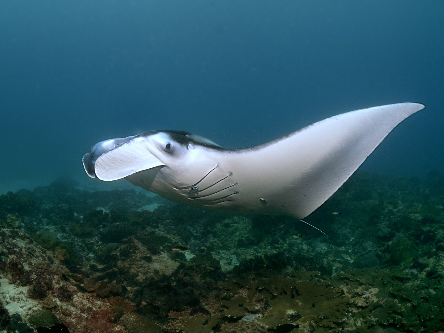 Manta 1 Foto & Bild | natur, wildlife, weitwinkel Bilder auf fotocommunity