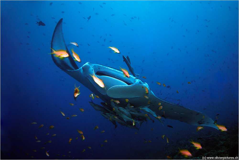 Manta [re-reloaded] Foto & Bild | unterwasser, uw-salzwasser, natur ...