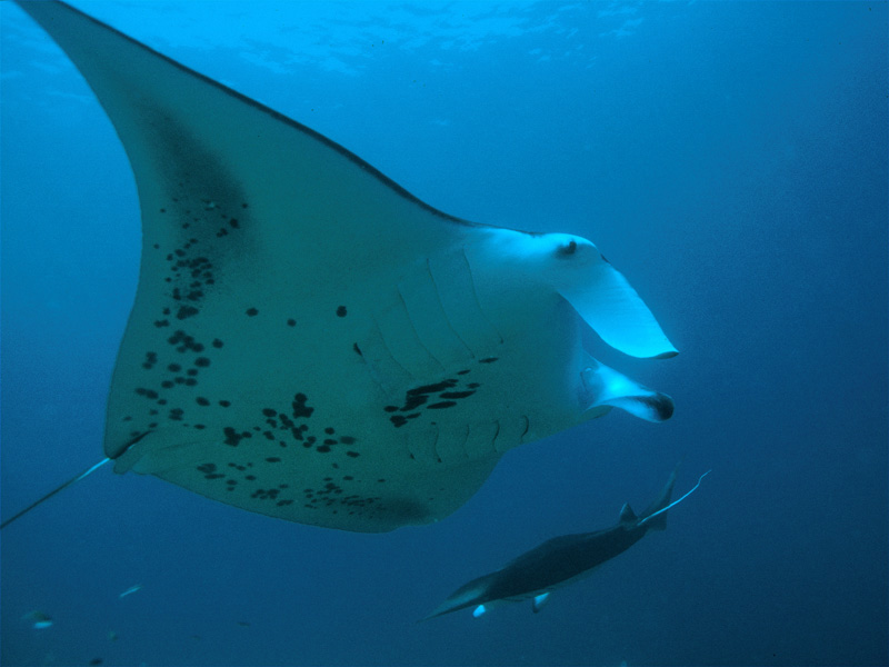 Mantarochen Foto & Bild | unterwasser, natur-kreativ, aufnahmetechniken ...
