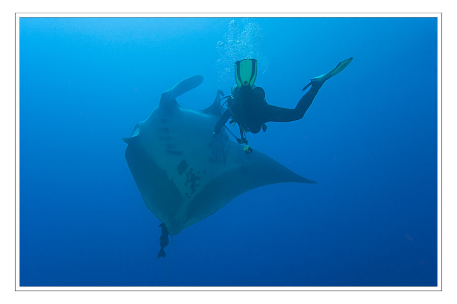 Mantarochen Foto & Bild | unterwasser, natur-kreativ, aufnahmetechniken ...
