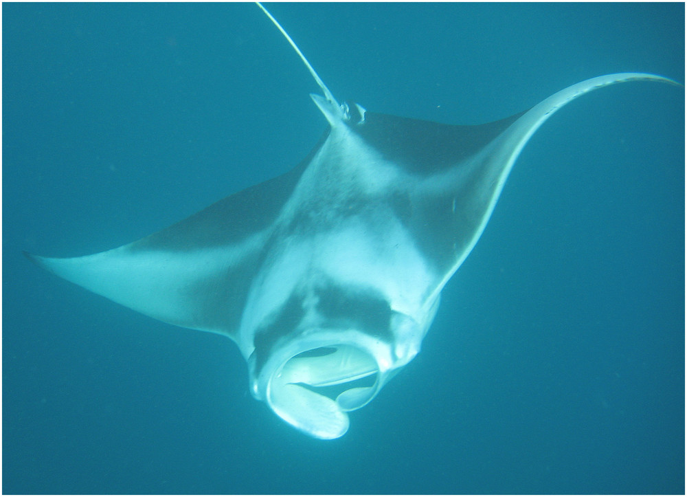 Mantarochen Foto & Bild | asia, indian ocean, malediven Bilder auf ...