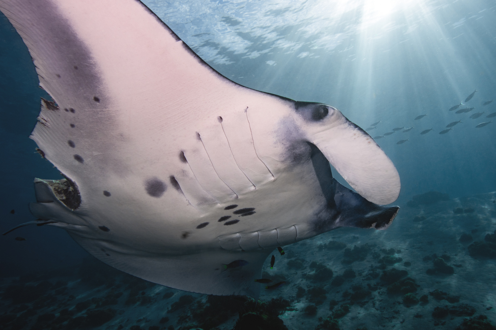 Mantarochen Foto & Bild | fotos, world, meer Bilder auf fotocommunity