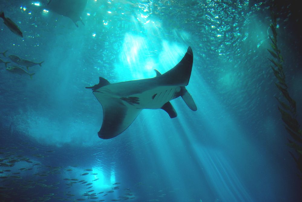 Mantarochen Foto & Bild | tiere, wildlife, fische Bilder auf fotocommunity