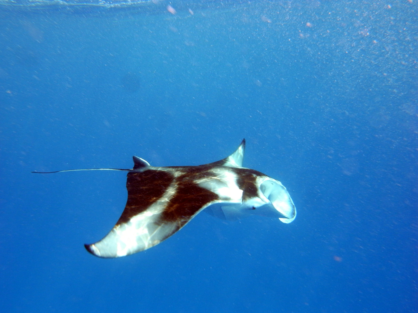 Mantarochen Foto & Bild | tiere, wildlife, fische Bilder auf fotocommunity