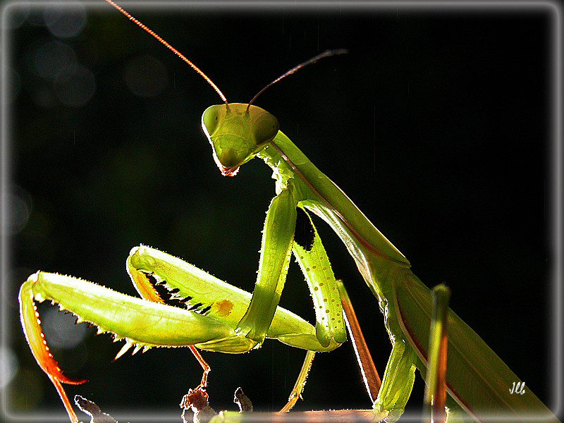 mante religieuse 02 photo et image | macro nature, macro insectes ...