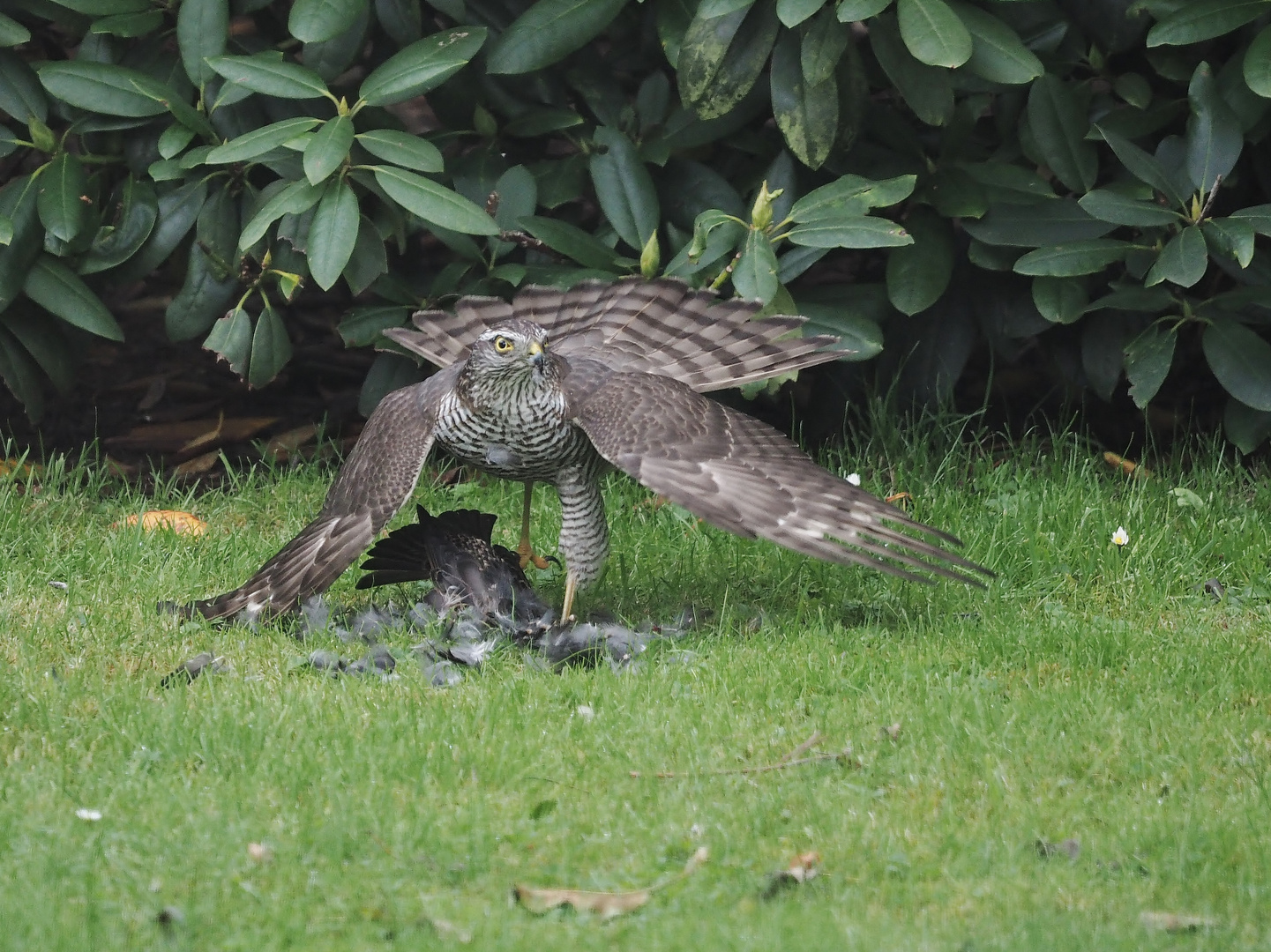 Manteln und rupfen..... Foto & Bild | tiere, wildlife, wild lebende ...