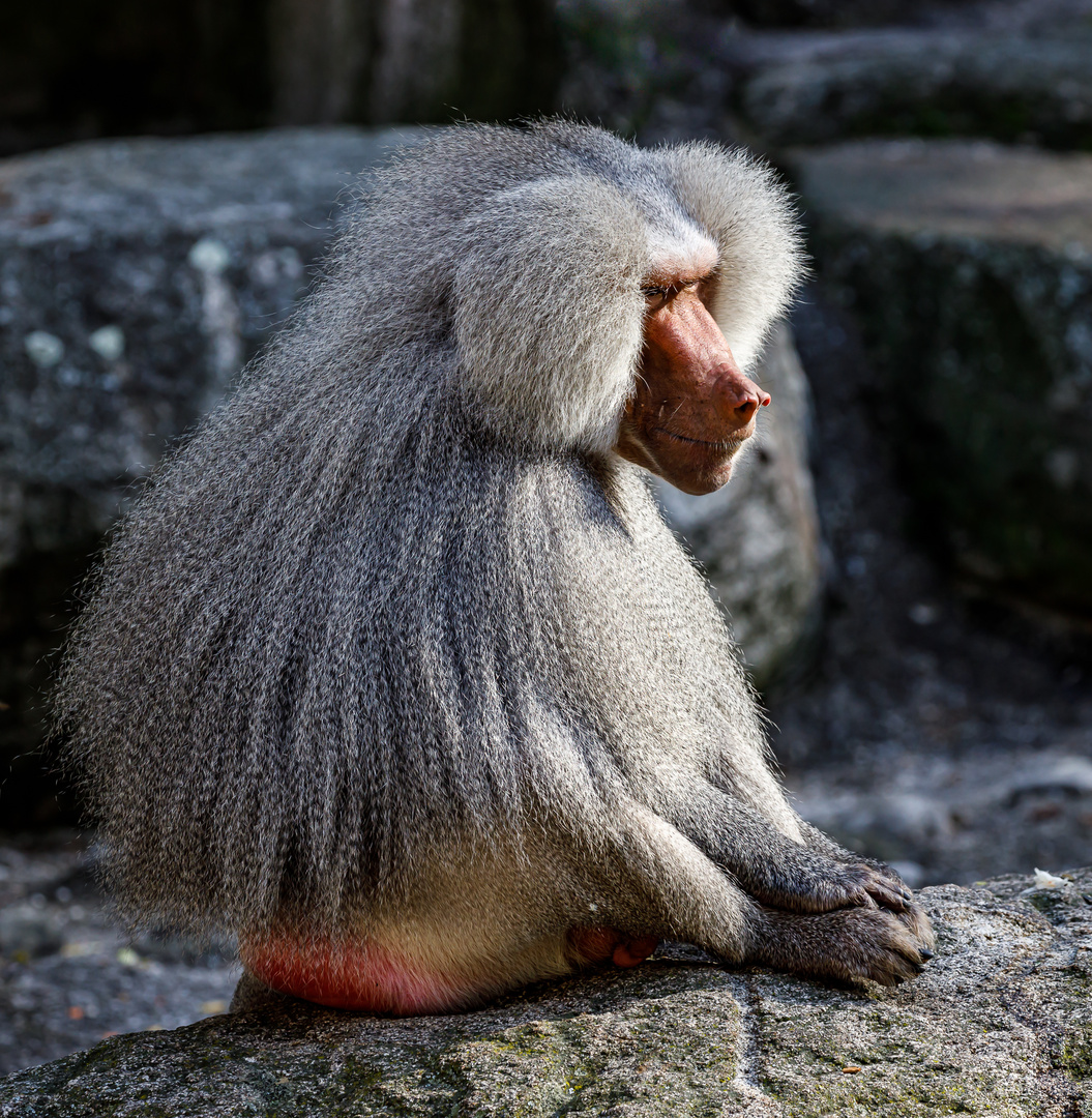 Mantelpavian genießt die Oktobersonne (Papio hamadryas) Foto & Bild ...