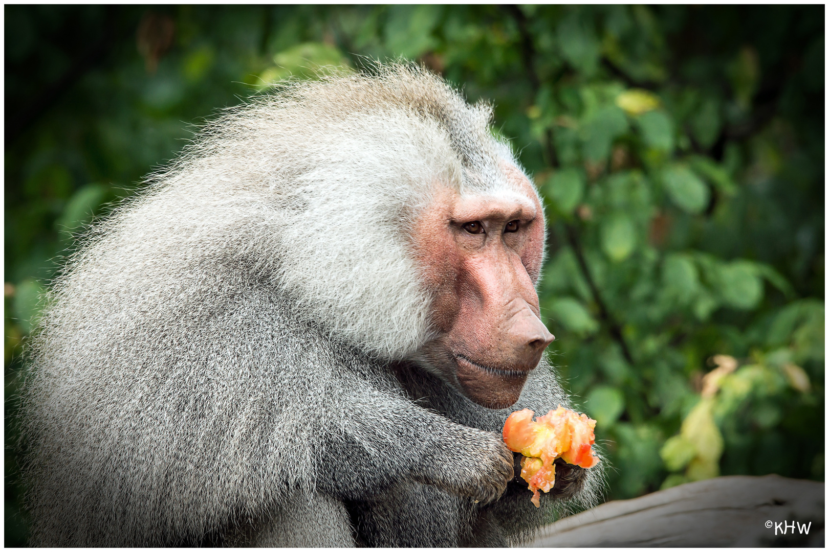 Mantelpavian (Papio hamadryas) Foto & Bild | tiere, zoo, wildpark ...