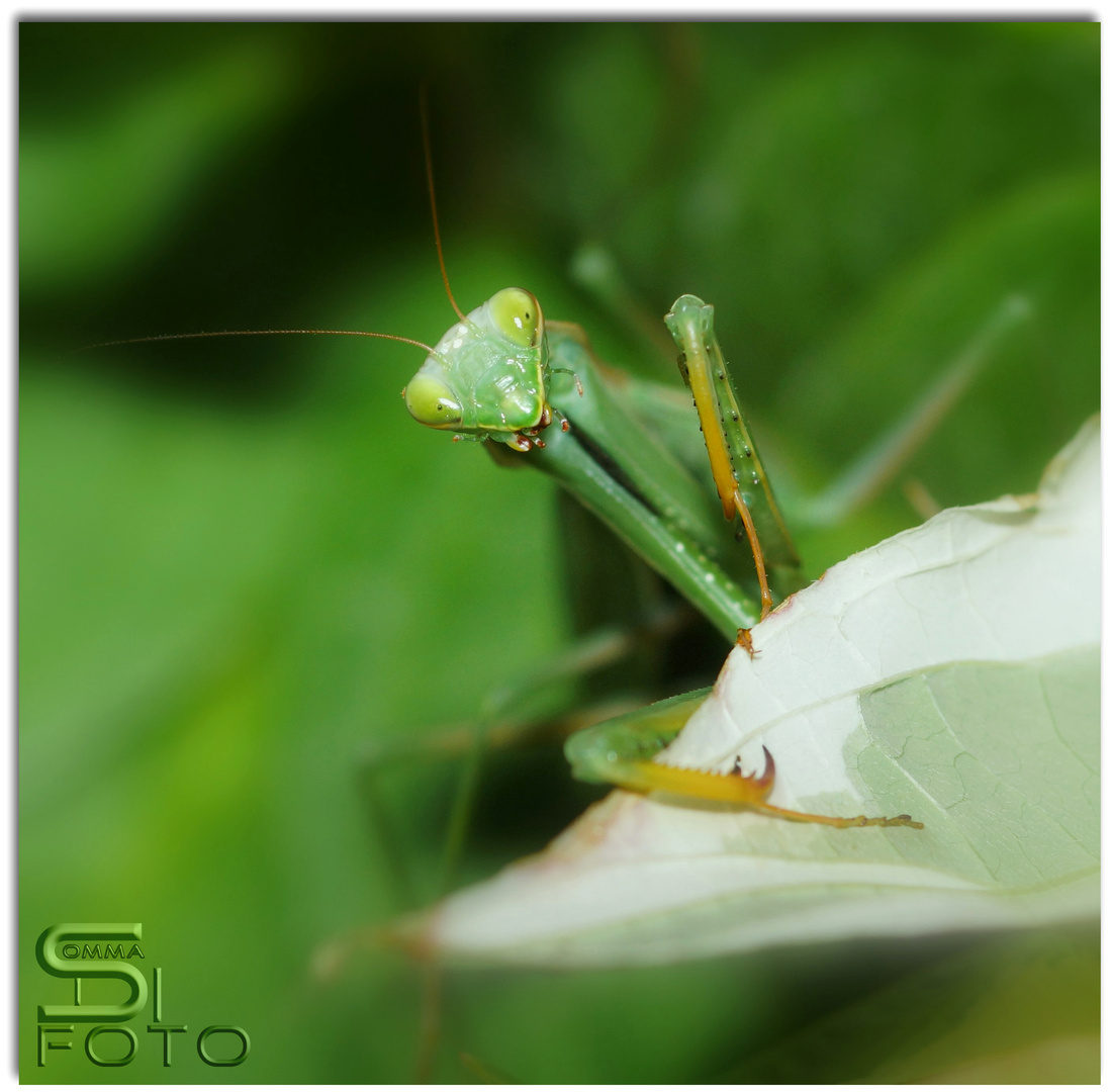 mantide Foto % Immagini| mantide, sony alpha, oplontino69 Foto su ...