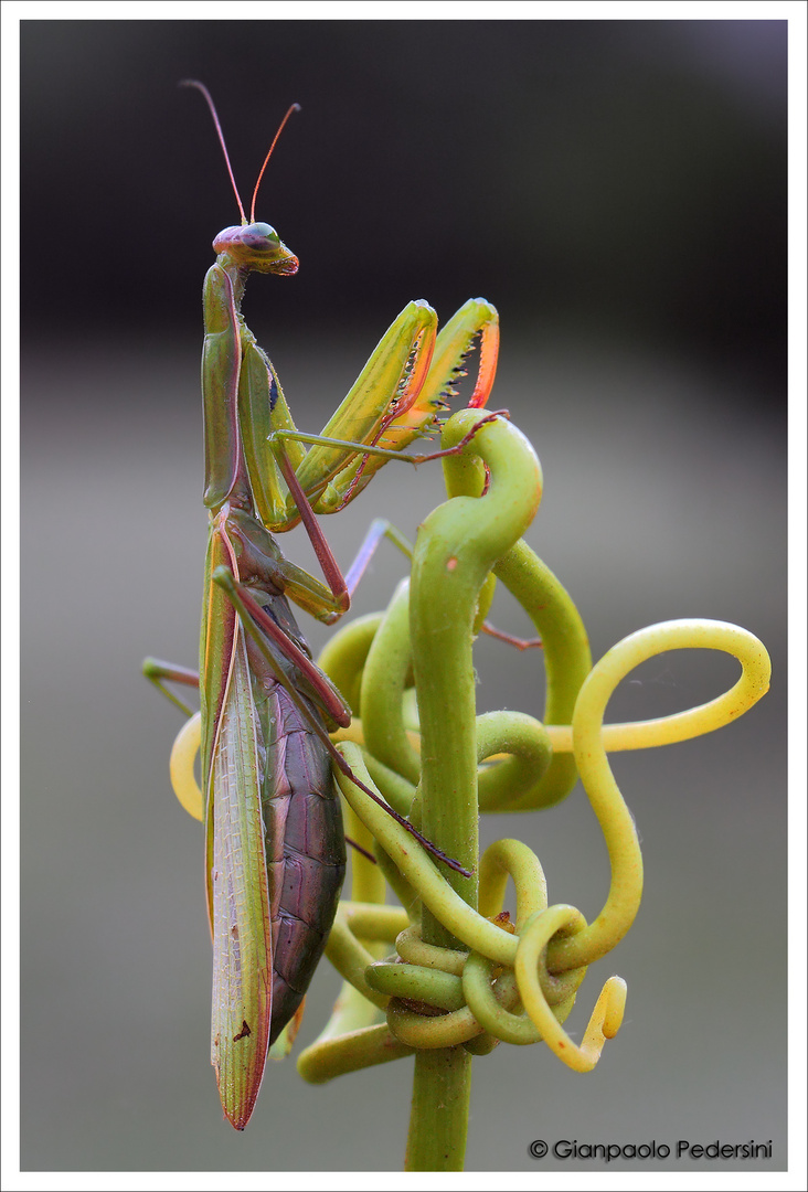 Mantide religiosa Foto % Immagini| macro e close up, macro di insetti ...