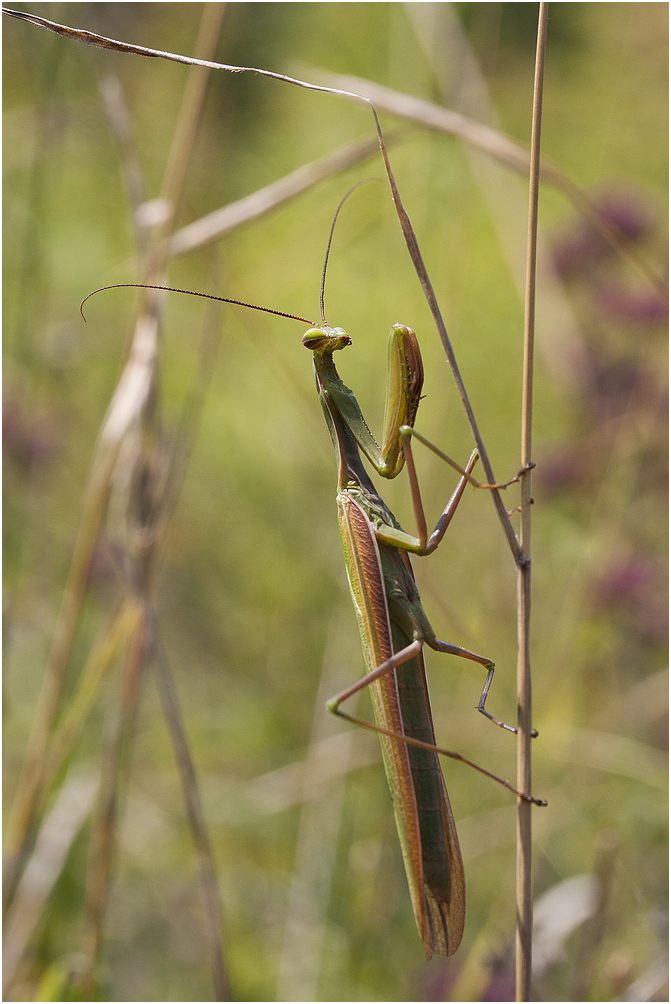 Mantis Foto & Bild | tiere, wildlife, insekten Bilder auf fotocommunity