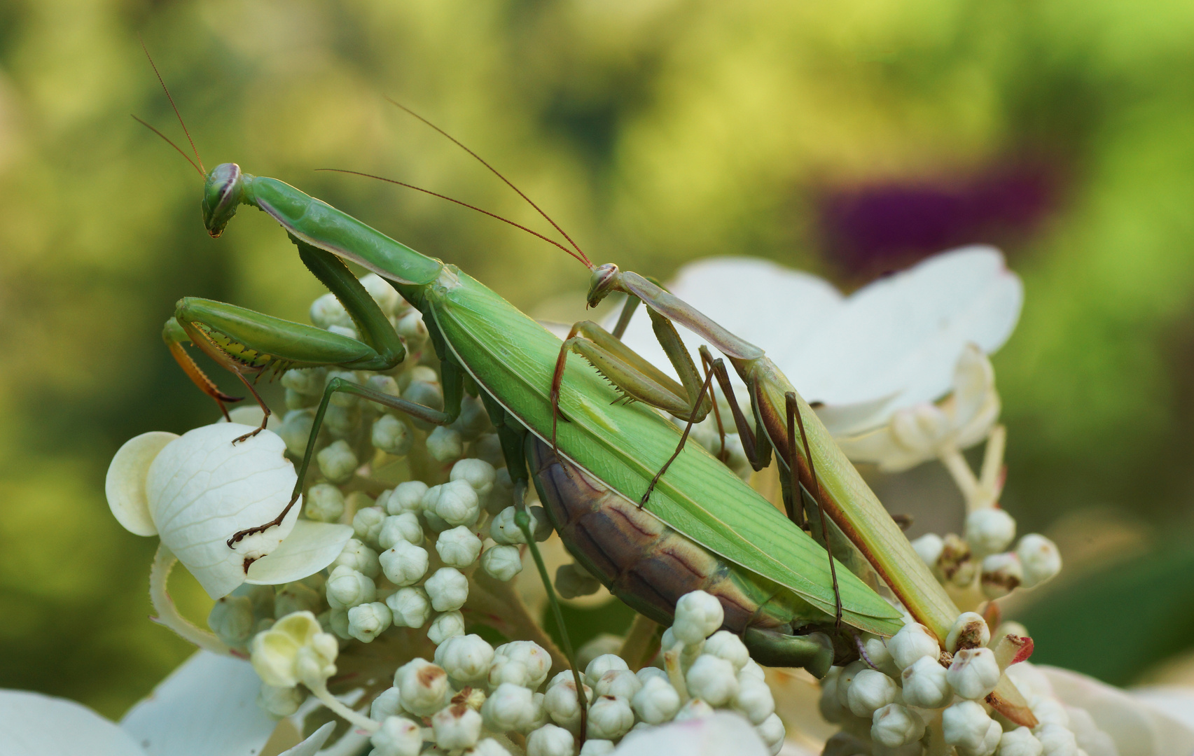 Mantis religiosa Foto & Bild | makro, natur, macro Bilder auf fotocommunity