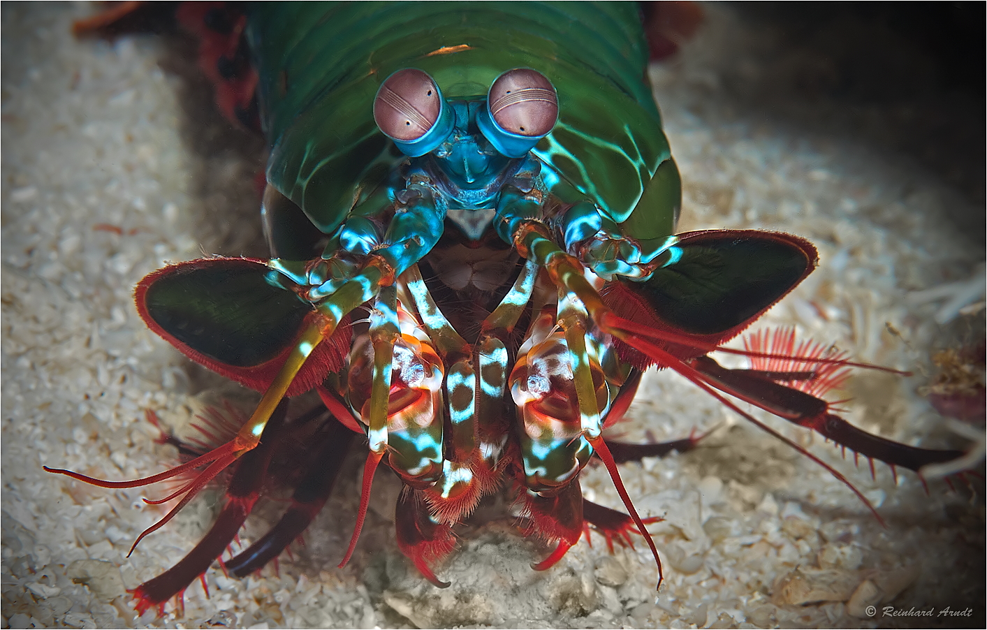 Mantis Shrimp (2) Foto & Bild | fotos, world, meer Bilder auf fotocommunity