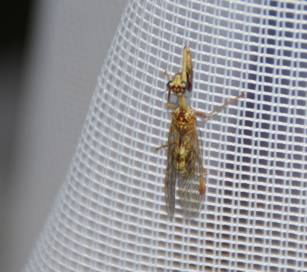 Mantispa styriaca-Steirischer Fanghaft Foto & Bild | insekten, natur ...