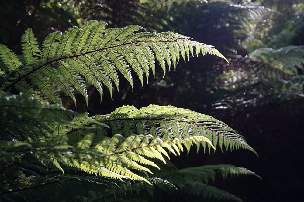 Maori Natur Foto & Bild | australia & oceania, new zealand, southland ...