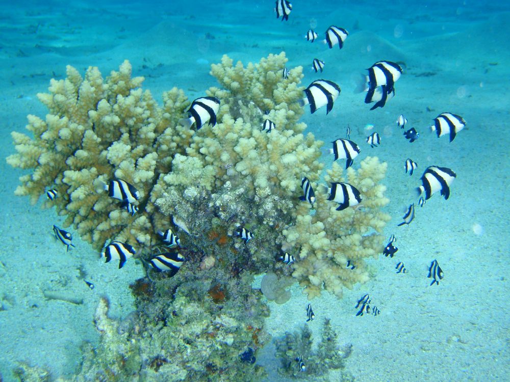 Mar Rosso Foto % Immagini| animali, pesci e molluschi, pesci mar rosso ...