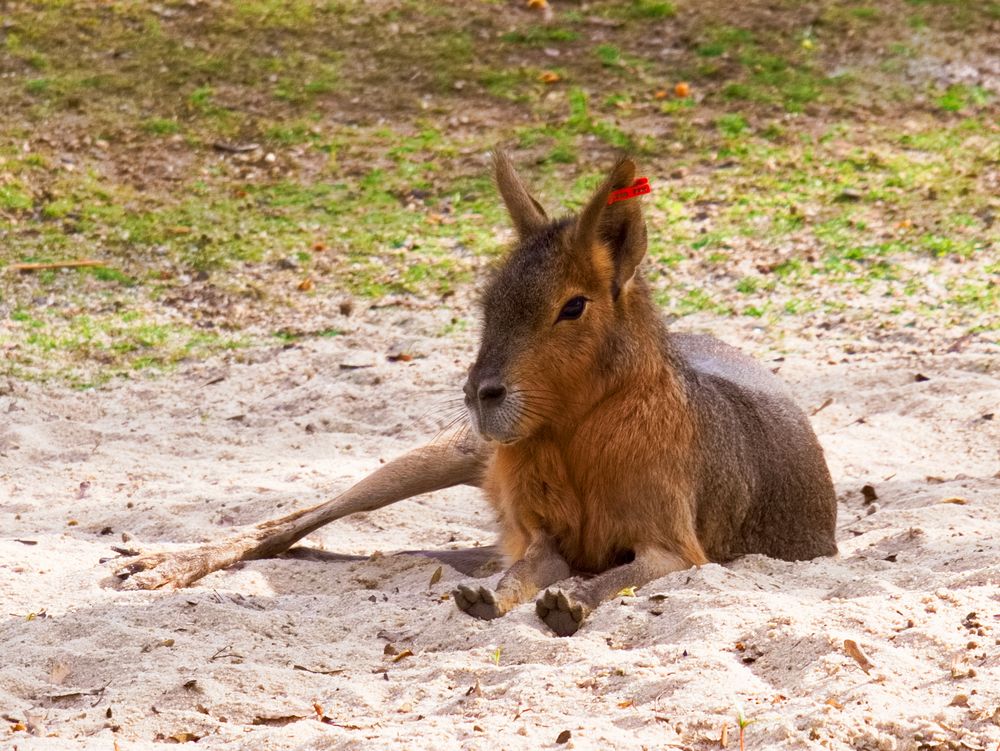 Mara Foto & Bild | tiere, wildlife, säugetiere Bilder auf fotocommunity