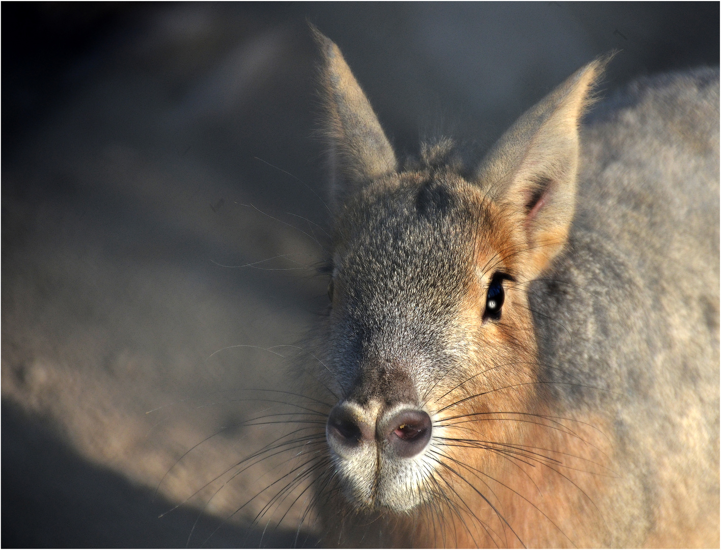 Mara Foto & Bild | tiere, zoo, wildpark & falknerei, säugetiere Bilder ...