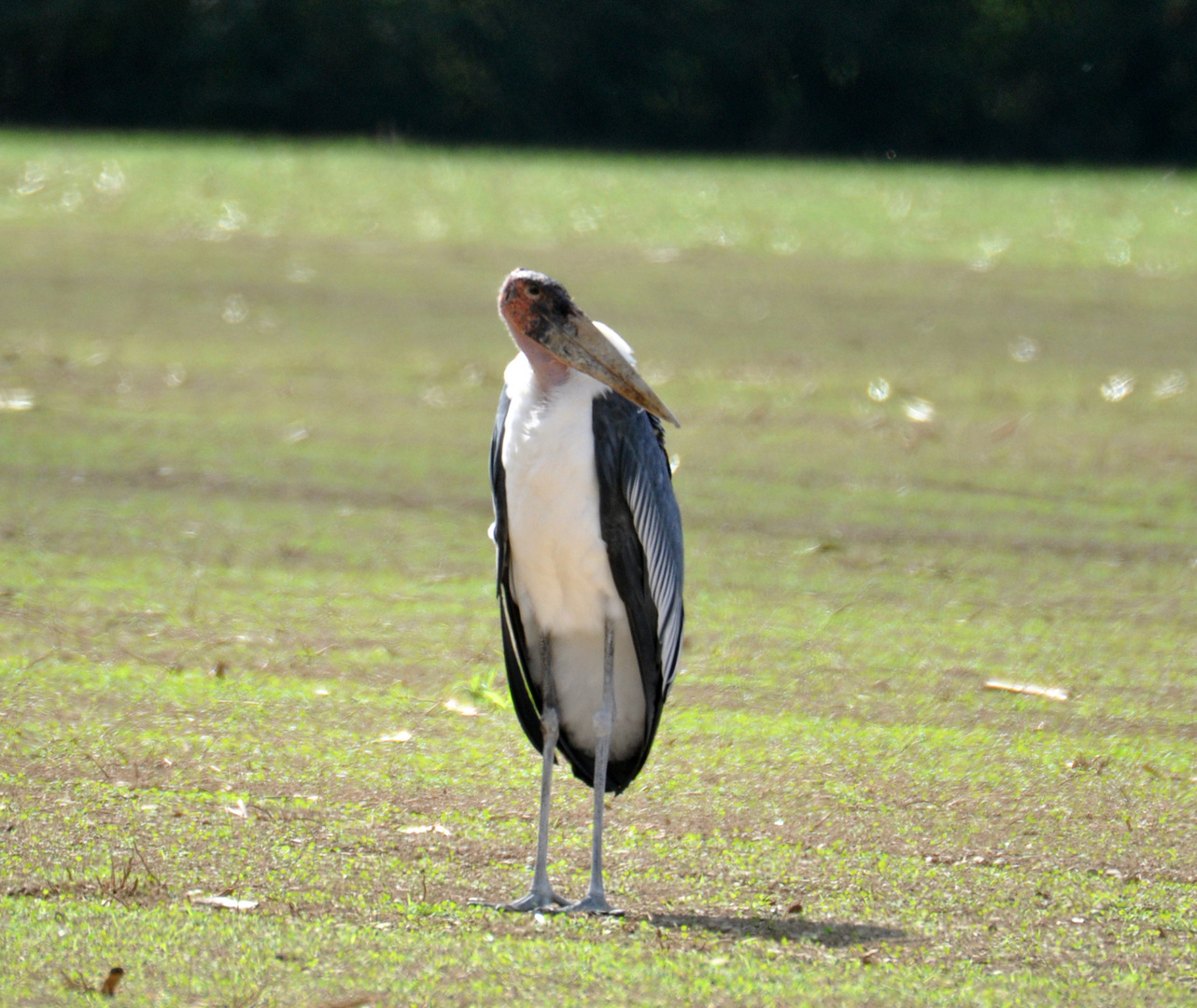 marabout photo et image | oiseaux, nature Images fotocommunity