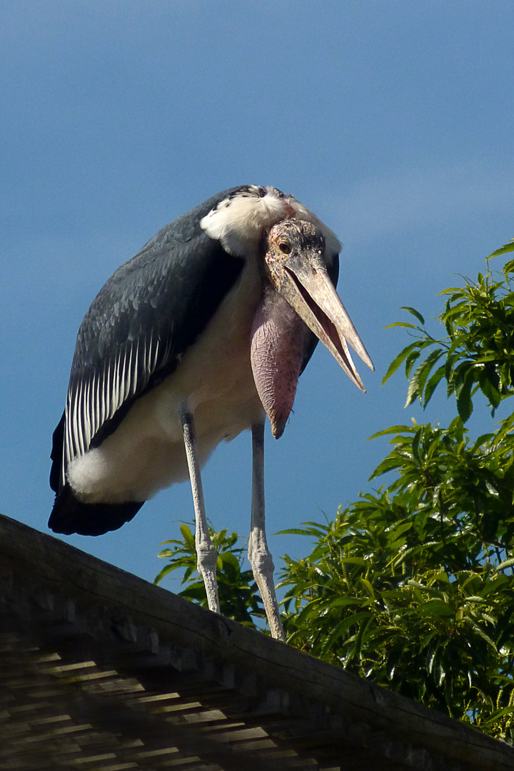 Marabout photo et image | animaux, animaux sauvages, oiseaux Images ...