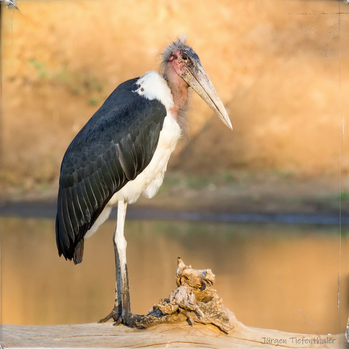 Marabu Foto & Bild | tiere, wildlife, wild lebende vögel Bilder auf ...